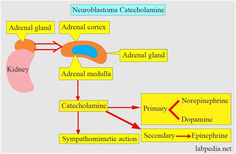 Catecholamine Urine Test Instructions At Debra Lunsford Blog