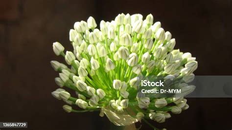 양파 꽃 하얀 양파 꽃줄기 꽃 양파 또는 여름 정원에서 알리움 파 맛을 개선하기위한 전통적인 재료 정원에서 양파 식물을 피는 농업 건강한 식생활에 대한 스톡 사진 및 기타