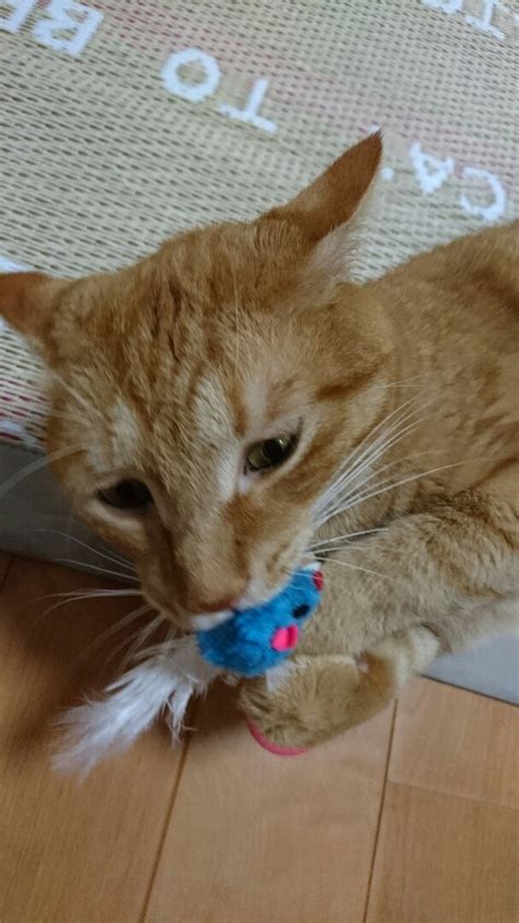 遊ぶ猫 不動産女子わらしべ