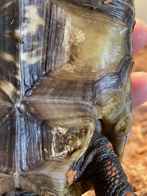 Help Please Shell Rot R Tortoise