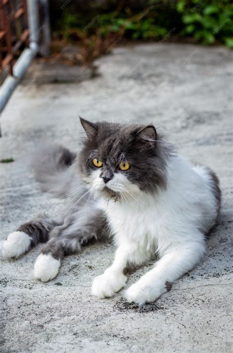 Premium Photo Persian Cat Sitting On Concrete Floor And Look Straight