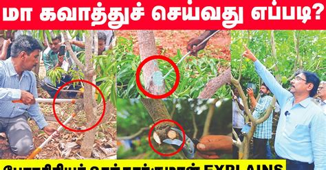 `மா கவாத்து இப்படிச் செய்தால் மகத்தான லாபம் ஈட்டலாம் பேராசிரியர்