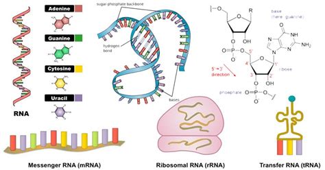 What Are The Different Types Of Rna