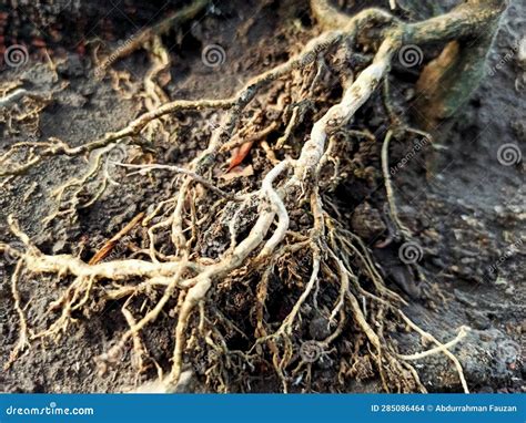 Detailed Image Of Tree Roots Coming Out Of The Ground Colored Stock Photo Image Of Coming