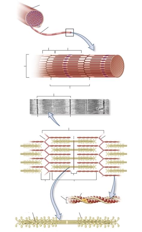 Muscle Fibers Diagram Quizlet Muscle Fibers Diagram Quizlet