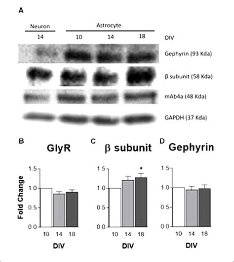 Glyr And Gephyrin Protein Expression Analysis Of Glyr Expression In