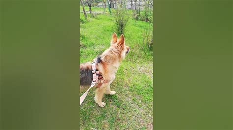 გერმანული ნაგაზი Youtube