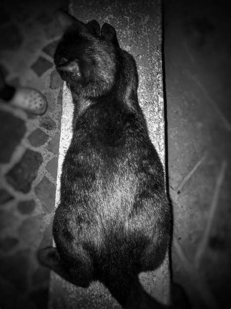 Bulugan 🐱 R Catsofrph