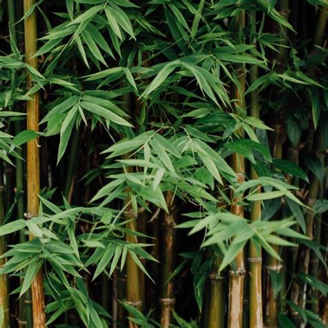 သီတင်းကျွတ် သီချင်းများ Thidingyut Songs Nonstop Play Credit To Original Uploader ဝါလကင်းလွတ