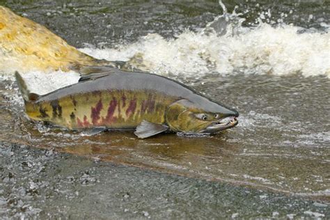 Chum Salmon Spawning