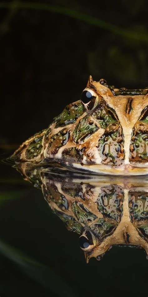 Обои на рабочий стол Животные Лягушки Отражение Лягушка Амфибия Дьявольская Лягушка