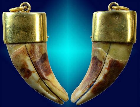 ประมูล เขี้ยวเสือเก่าๆ เลี่ยมเงินชุบทองขนาด 4 5 ช ม พระล้านนา คอม เว็บ พระเครื่อง พระบูชา