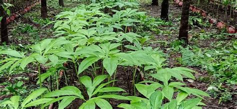 ဝဥစိုက္ပ်ိဳးစီးပြား ေမ်ာ္လင့္သူမ်ား လက္ တြဲပါ Facebook