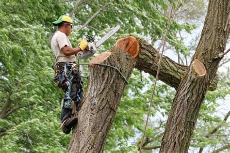 Penalty For Cutting Trees Without A Permit Min Max Fines