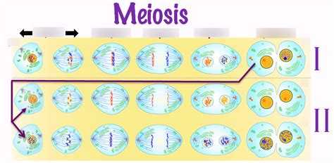 Meiosis Diagram Quizlet