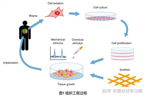 组织工程tissue Engineering学习笔记 知乎