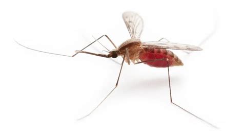 8 Different Types Of Gnats Plus Interesting Facts