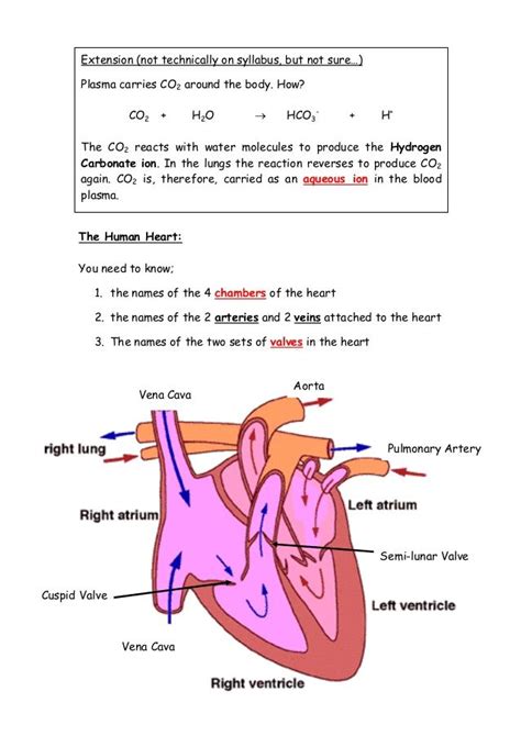 Igcse Biology Revision Notes 2 Artofit