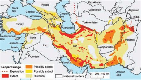 Persian Leopard Range Rare Persian Leopard Spotted In Hingol National