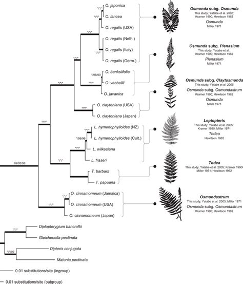 50 Majority Rule Consensus Tree Resulting From Bayesian Bmcmc Download Scientific Diagram