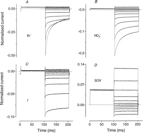 Kinetics Of Whole Cell Currents In Sf9 Cells Expressing Rclc 1 When