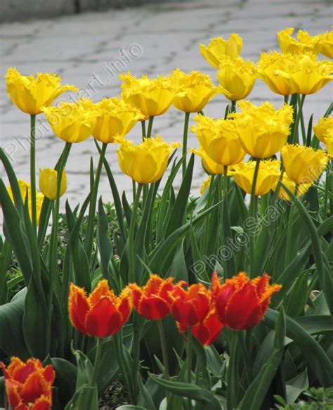 Фото Клумба с желтыми и оранжевыми тюльпанами ФотоСтарт сайт любительской фотографии