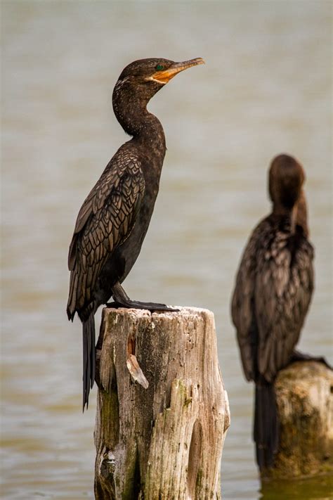 Cormorants Along Our Sussex Coast Maverick Boat Adventures