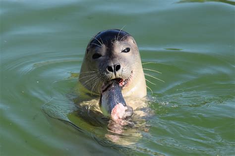 Foca Común Comiendo