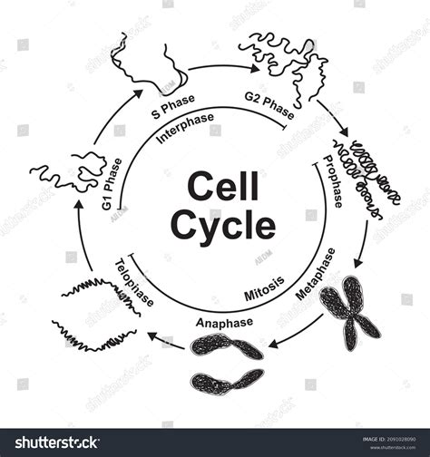 Scientific Designing Cell Cycle Showing Dna Stock Vector Royalty Free 2091028090
