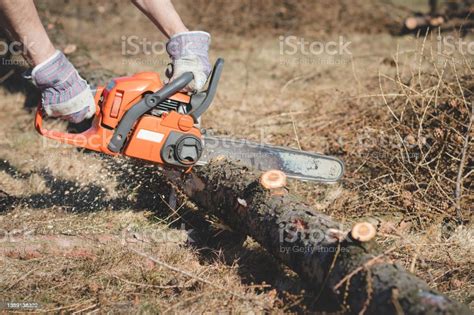 작업복을 입은 포먼은 전기톱으로 마른 나무를 자르고 나중에 가공합니다 숲에서 목공 직장에서 전기 톱의 클로즈업 톱밥이 사슬에서 날아간다 자연과 태양에서 근무하는 날 건강한