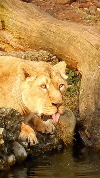 If You Are Referring To A Normal Or Famous Lion Story Based On Nature