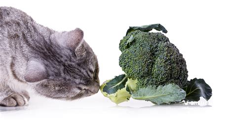 Can Cats Eat Vegetables Do They Need To