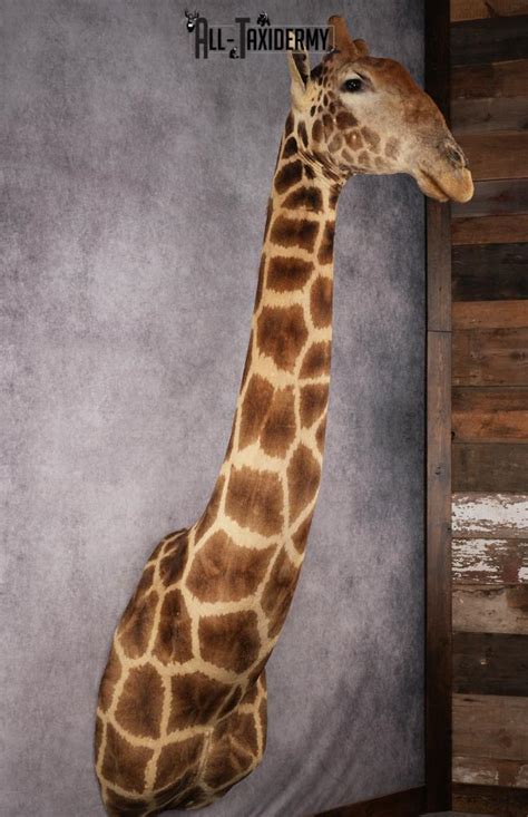 African Giraffe Taxidermy Shoulder Mount Sku 2663 All Taxidermy