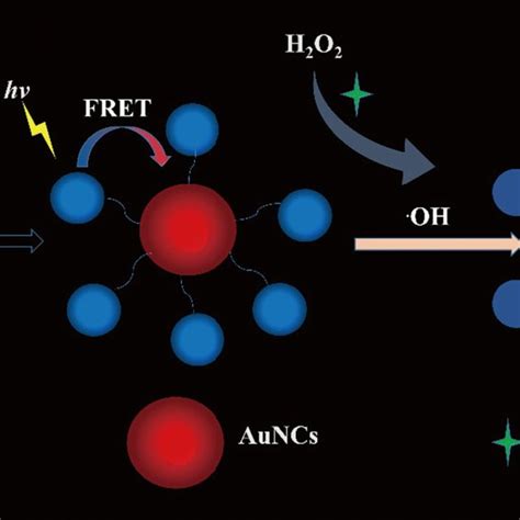 Schematic Representation Of A Fret Based Fluorescent Probe And Enhanced Download Scientific