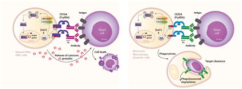Adcc And Adcp Cellular Assay Invivogen