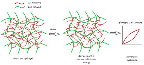 Gels Free Full Text Double Network Tough Hydrogels A Brief Review On Achievements And