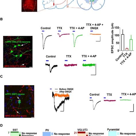 Mrn Vglut3 Neurons Activate Vglut3 And Sst Neurons In The Mpfc A