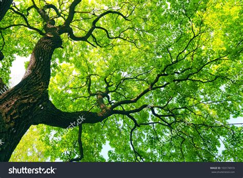 122 197 Tree With Many Branches Images Stock Photos Vectors Shutterstock