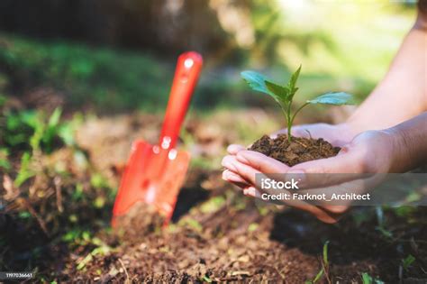 정원에서 성장하는 토양과 작은 나무를 들고 준비하는 손 개념에 대한 스톡 사진 및 기타 이미지 개념 나무 농부 Istock
