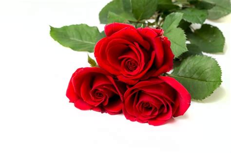 흰색 배경에 빨간 장미 디자인 컨셉 사진입니다 프리미엄 사진