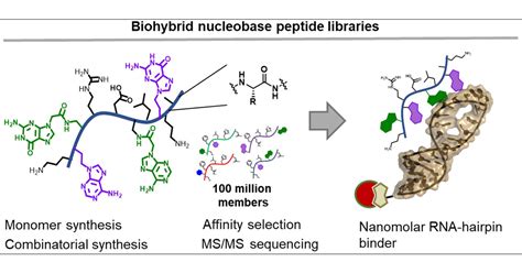 Monomers Of Polypeptides