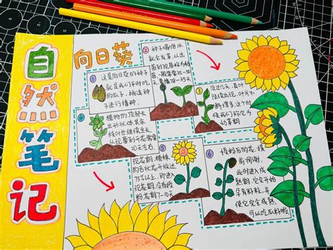 种植向日葵种子的过程步骤图简笔画（流行12张） 简笔画图片大全