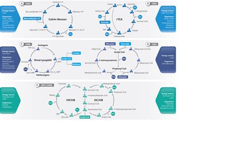 15 Fixing Carbon Fixation Geosciences Libretexts