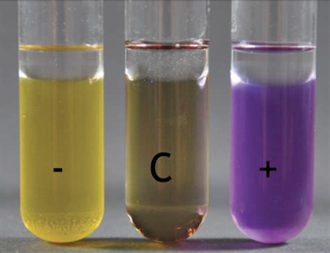 Lab Quiz 2 Flashcards Quizlet Lab Quiz 2 Flashcards Quizlet