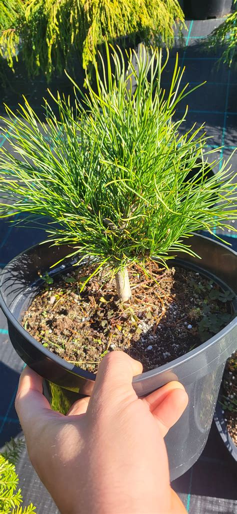 Žaliasis Rojus Žaliasis Rojus Added A New Photo