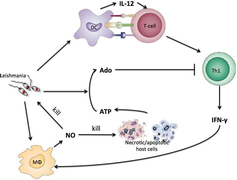 Frontiers Modeling Immune Response To Leishmania Species Indicates