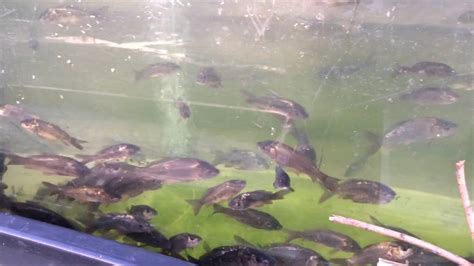 Купить малька и крупную рыбу карп зеркальный для зарыбления пруда Youtube