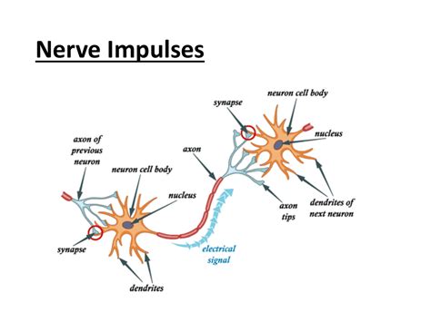 Bioelectricity And Brain Computer Interface Fusion Of Biology With
