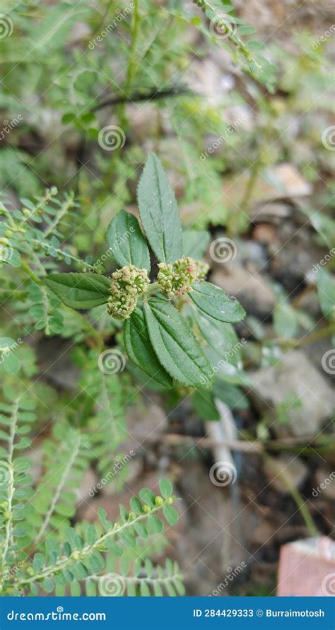 Cute Smal Flower Stock Image Image Of Food Leaf Shrub 284429333