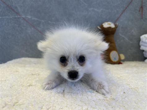 폼피츠 폼폼이 포메라니안특징 푸들특징 토이푸들특징 골든리트리버특징 래브라도리트리버특징 닥스훈트특징 도베르만특징 말티치특징 말티폼특징 보더콜리특징 프렌치불독특징 빠삐용특징